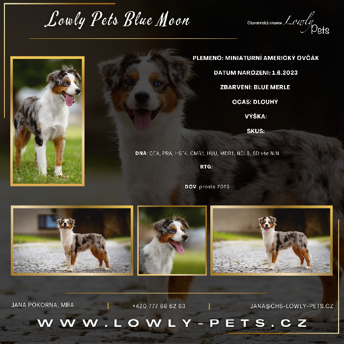 ♀️ Lowly Pets Blue Moon :: CHS Lowly Pets